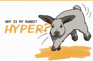 7 Reasons Your Rabbit Is Hyper