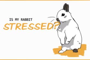 How to Know if Your Rabbit is Stressed Out