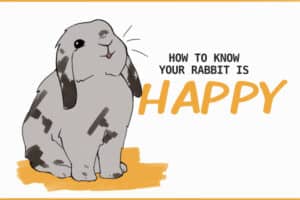 7 Ways to Know if Your Rabbit Is Happy