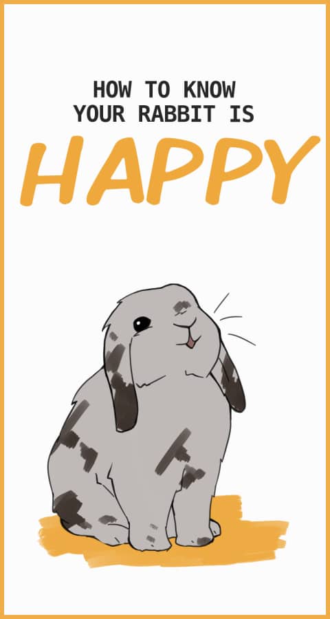 7 Ways to Know if Your Rabbit Is Happy