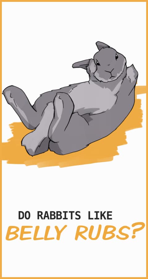 Do Rabbits Like Belly Rubs?