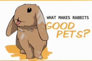 What Makes Rabbits Good Pets?