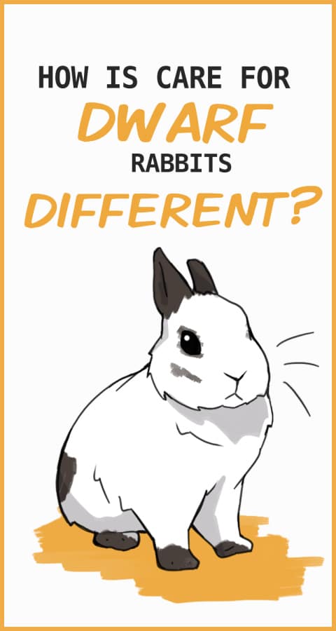 How to Care for a Dwarf or Mini Rabbit