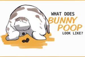 What Does Rabbit Poop Look Like?