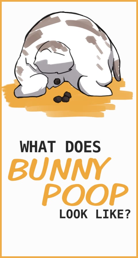 What Does Rabbit Poop Look Like?