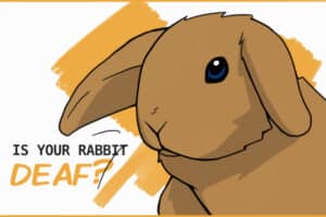 How to Know If Your Rabbit is Deaf