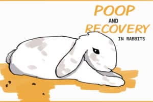 Rabbit Poop During Recovery from GI Stasis or Illness