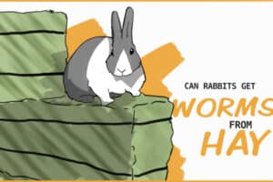 Are Rabbits At Risk of Parasites or Worms from Eating Hay?