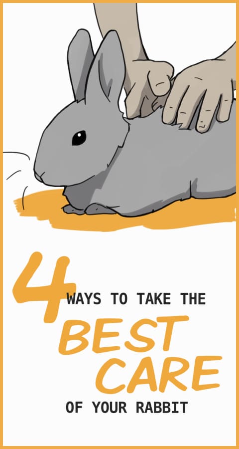How to Be a Good Rabbit Caretaker