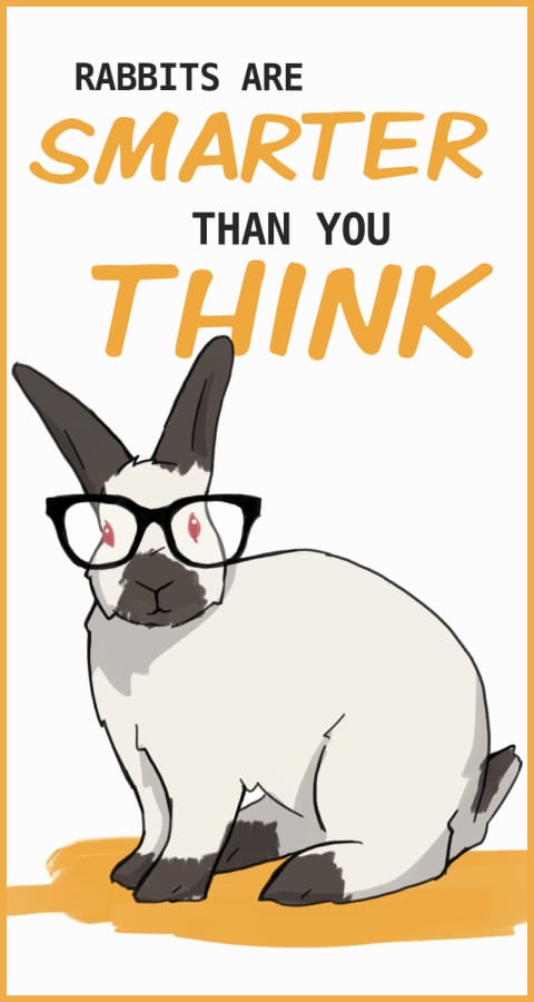 Rabbits are Smarter Than You Think