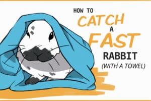 How to Pick Up a Fast Rabbit (the towel trick)