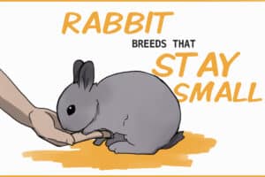 11 Rabbit Breeds that Stay Small