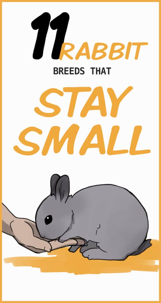 11 Rabbit Breeds that Stay Small