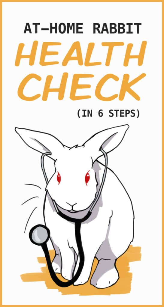 How to Do a Rabbit Health Check At Home (in 6 steps)