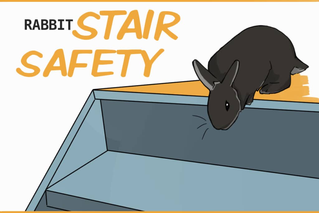 Stair Safety for Pet Rabbits