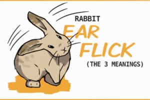 Rabbit Ear Flicks: Understanding Bunny Ear Positions