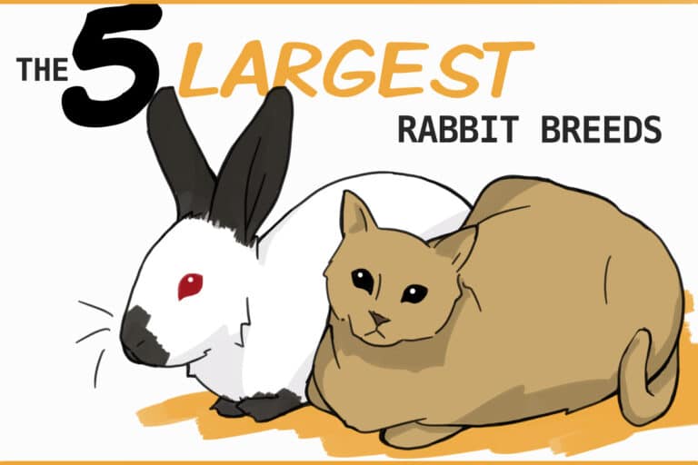 The Biggest Rabbit Breeds: What Are the Giant Rabbits?