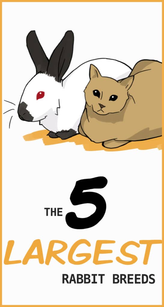 The Biggest Rabbit Breeds: What Are the Giant Rabbits?