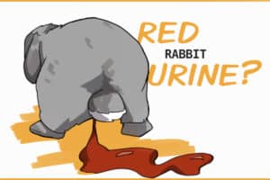 Red Rabbit Urine? There is (probably) Nothing Wrong