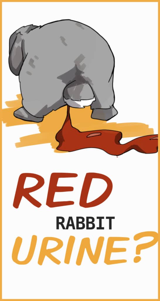 Red Rabbit Urine? There is (probably) Nothing Wrong