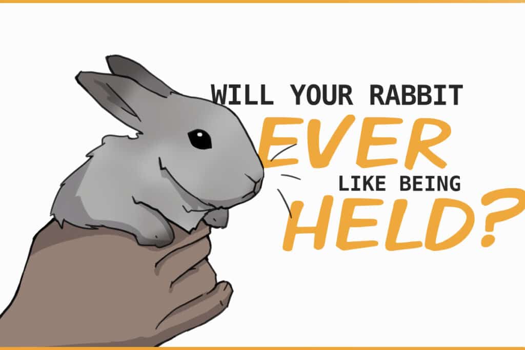Your Rabbit Might Not Ever Like Being Held (and that's okay)