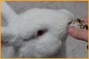 Homemade No-Bake Treats for Rabbits (apple and banana flavor)