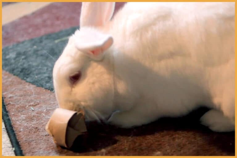 DIY Rabbit Toy: Hidden Treat Ball