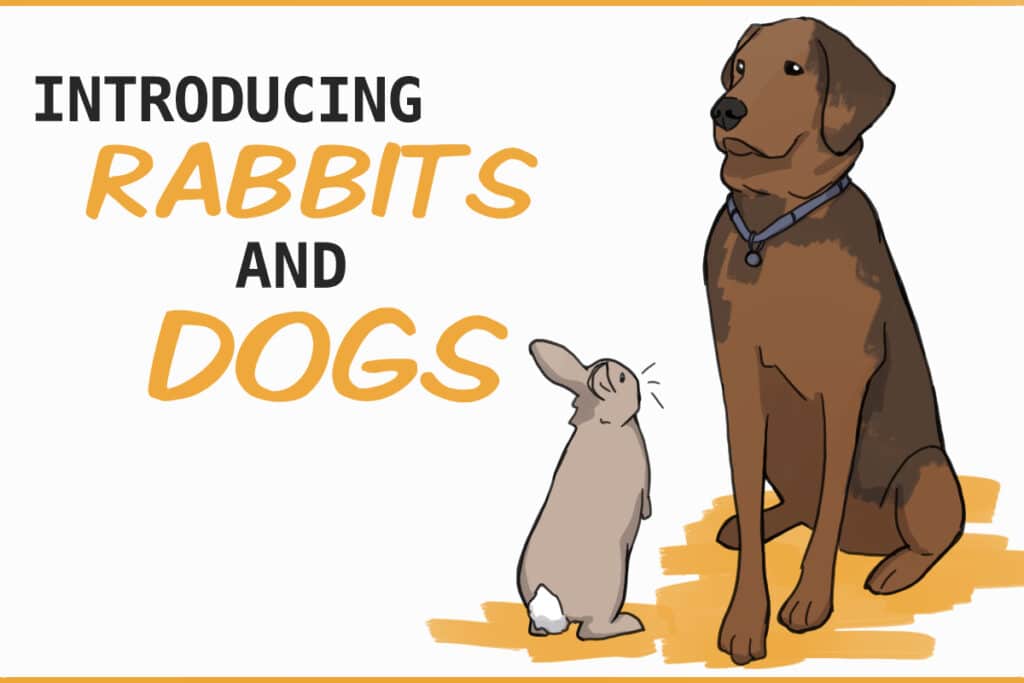 Bunnies and Other Pets Part 2: Can Rabbits and Dogs Live Together?
