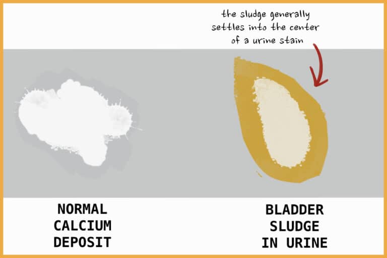 Does Your Rabbit Have White Urine? Don't Panic! It's Probably Normal