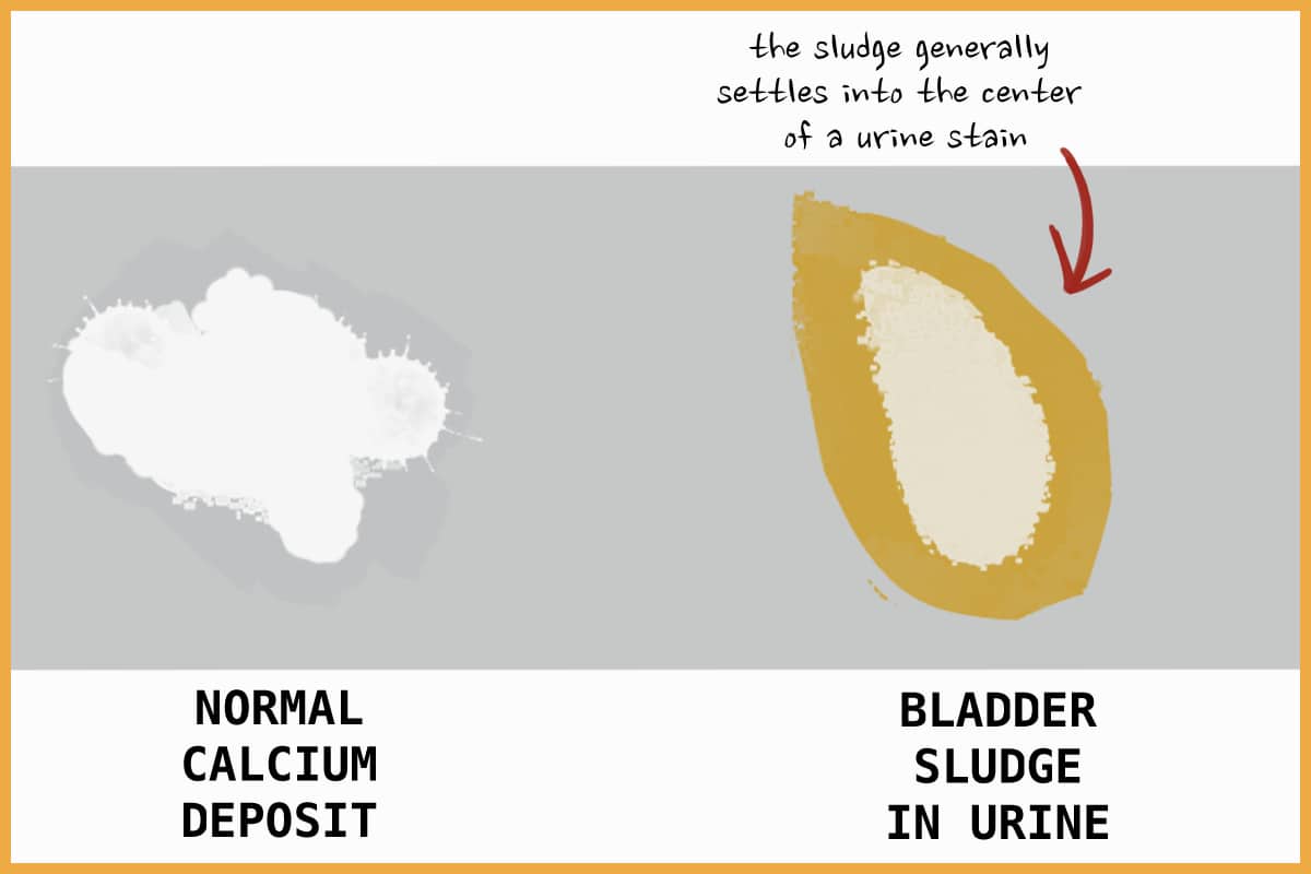 Does Your Rabbit Have White Urine? Don't Panic! It's Probably Normal