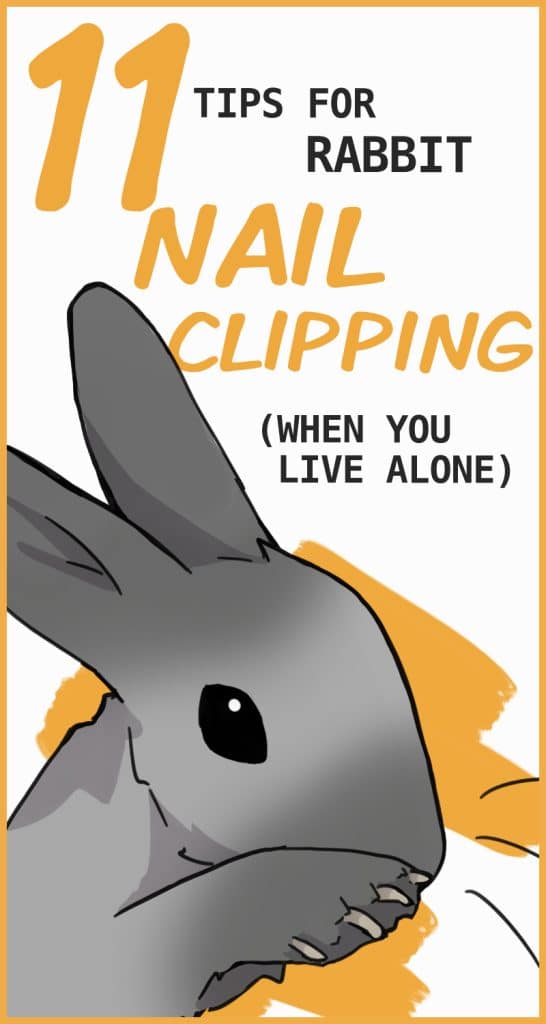 11 Tips for Trimming Rabbit Nails By Yourself
