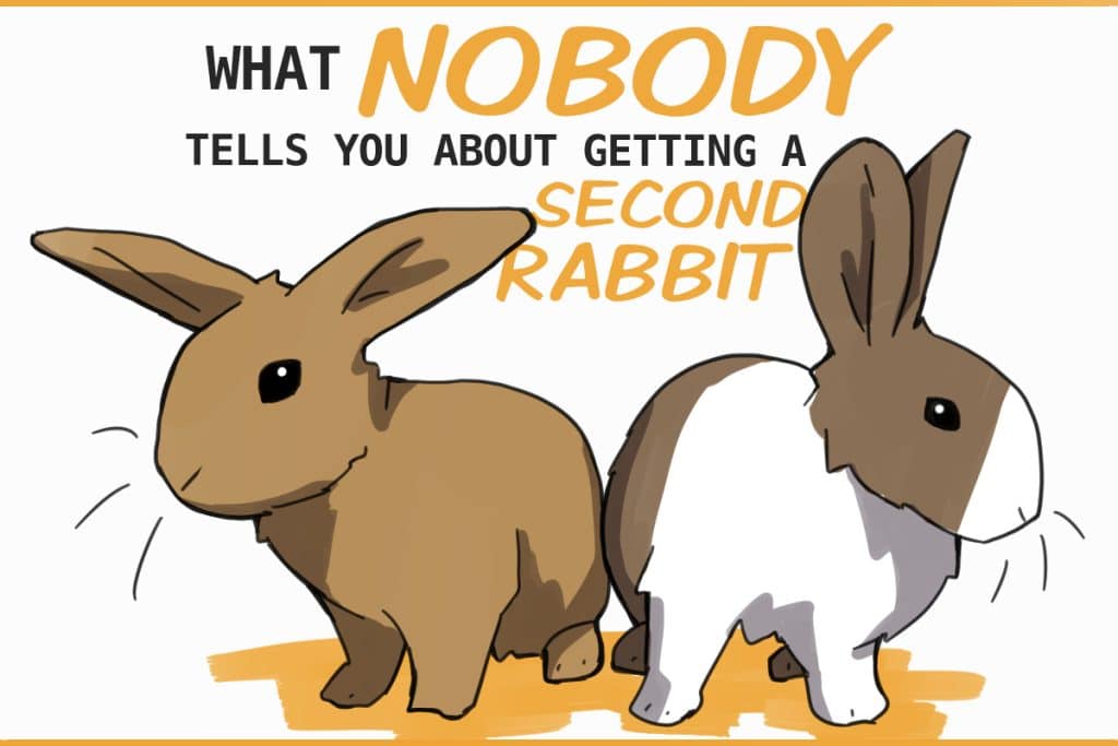 The Challenges of Keeping Multiple Rabbits That No One Tells You About