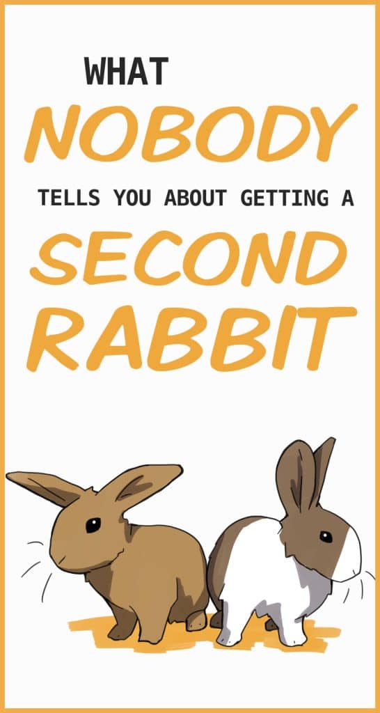 The Challenges of Keeping Multiple Rabbits That No One Tells You About