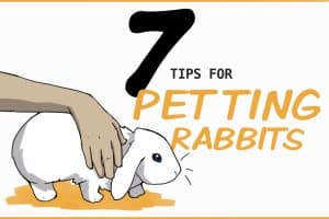 7 Tips for Petting Rabbits Without Scaring Them Away