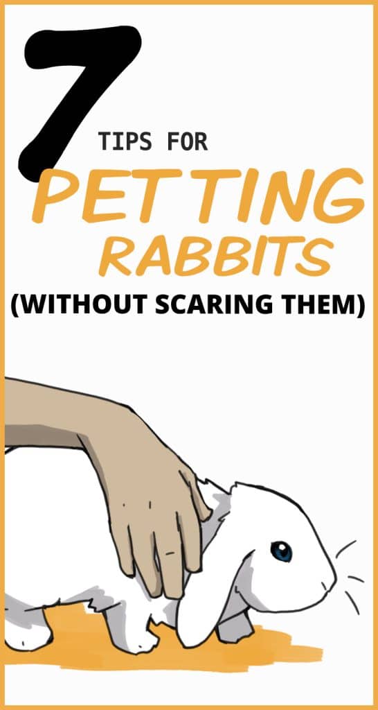 7 Tips for Petting Rabbits Without Scaring Them Away