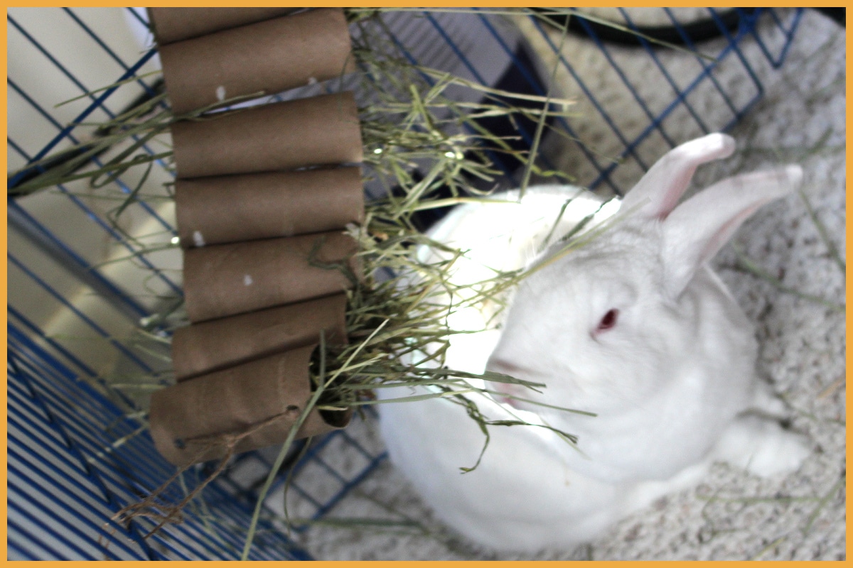 DIY Hanging Treat Bridge Toy for Rabbits