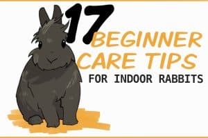 17 Basic Care Tips for Indoor Rabbits
