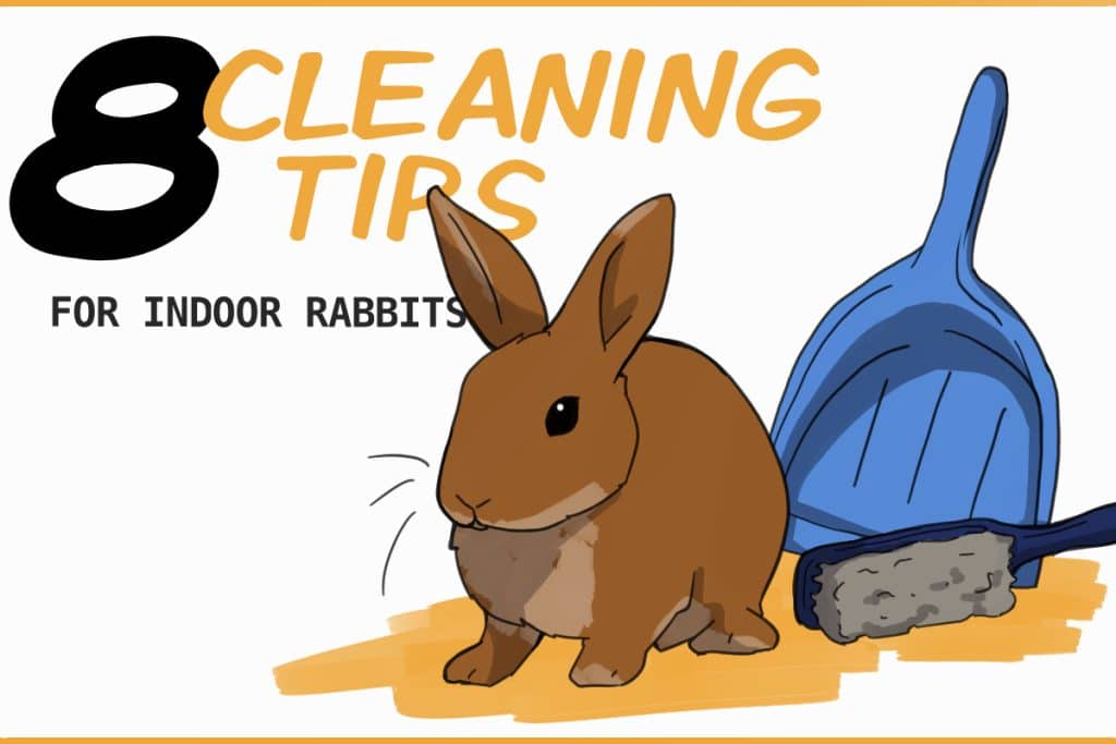 8 Cleaning Tips For Indoor Rabbits