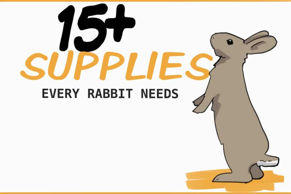 15+ Supplies Everyone With a Rabbit Should Have