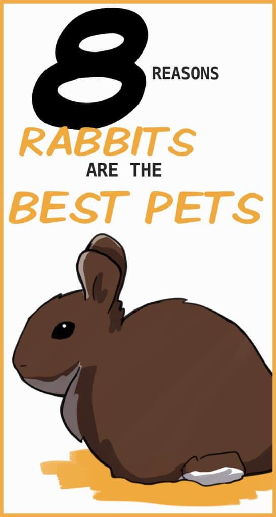 Are Rabbits Good Pets? (Why You Should Get a Rabbit)