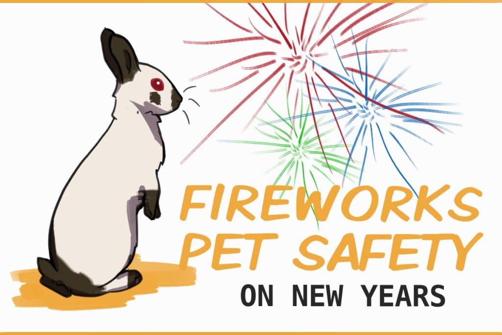 New Year's Fireworks Are Not Great for Rabbits (but you can help!)