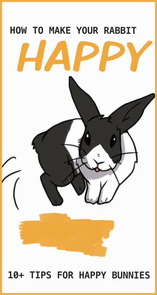 10+ Tips to Make Your Rabbit Happy this Valentines day