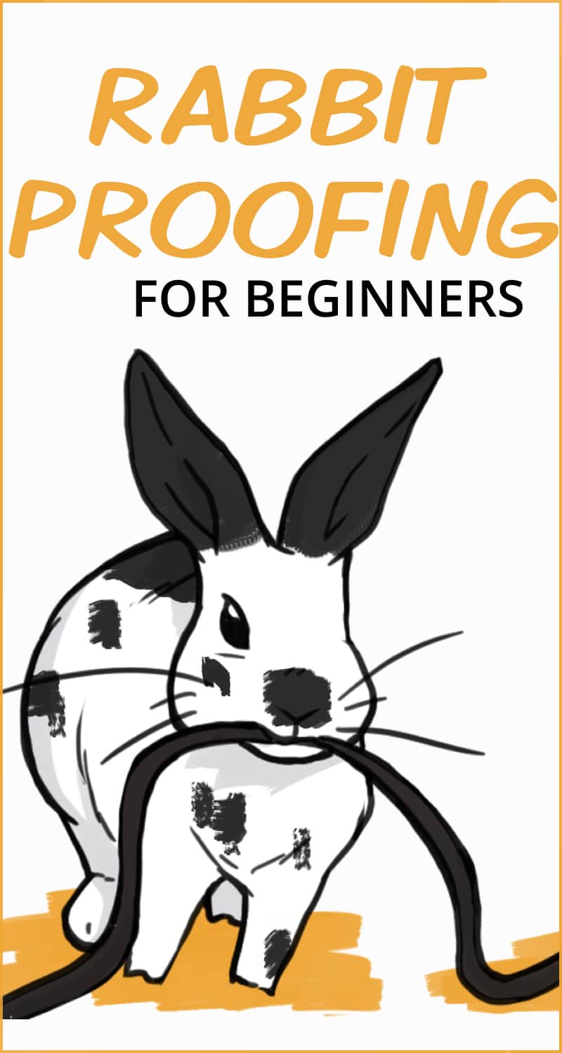 How to Bunny-Proof for a House Rabbit