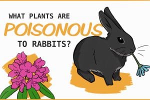 Plants that are Toxic to Rabbits