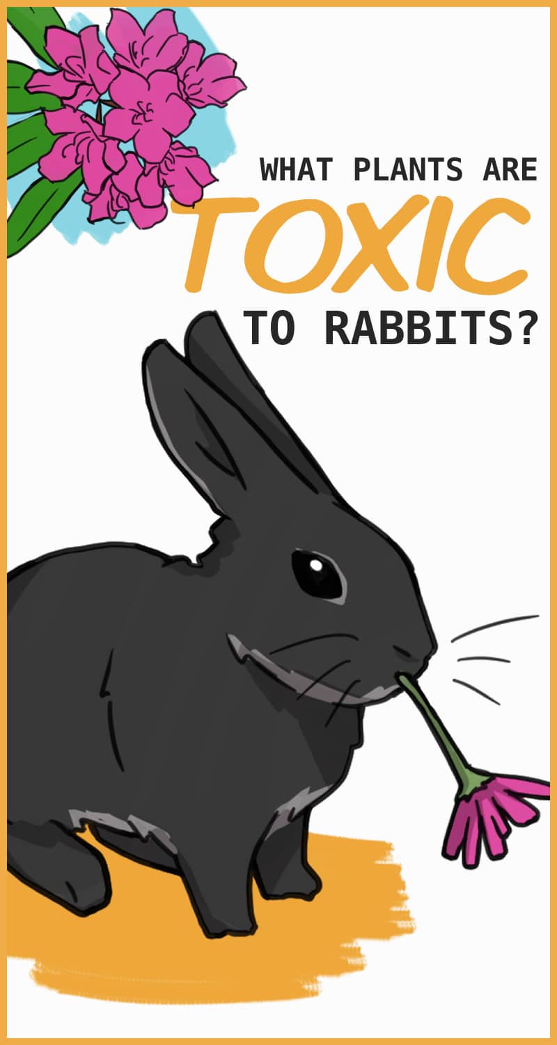 Plants that are Toxic to Rabbits