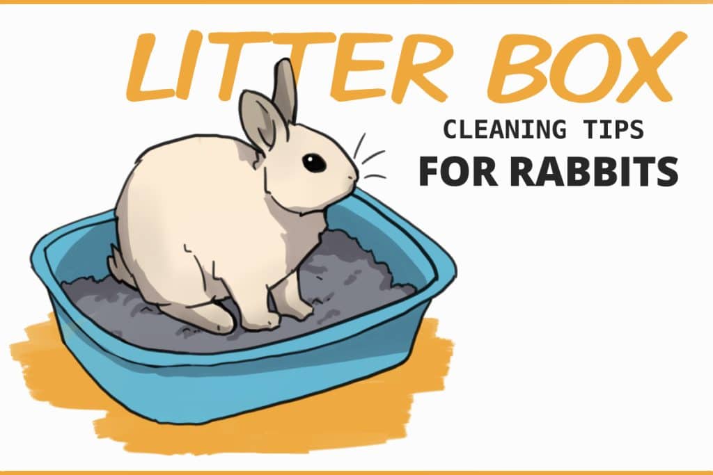 4 Quick Tips for Cleaning a Rabbit Litter Box